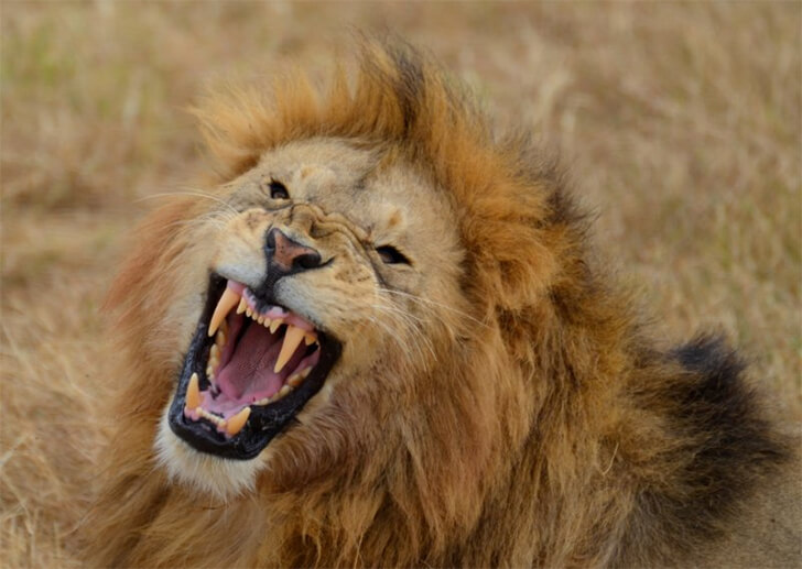 Ranger Discovers A Lion With An Unusual Bulge The Reason Shocks ranger-discovers-a-lion-with-an-unusual-bulge-the-reason-shocks