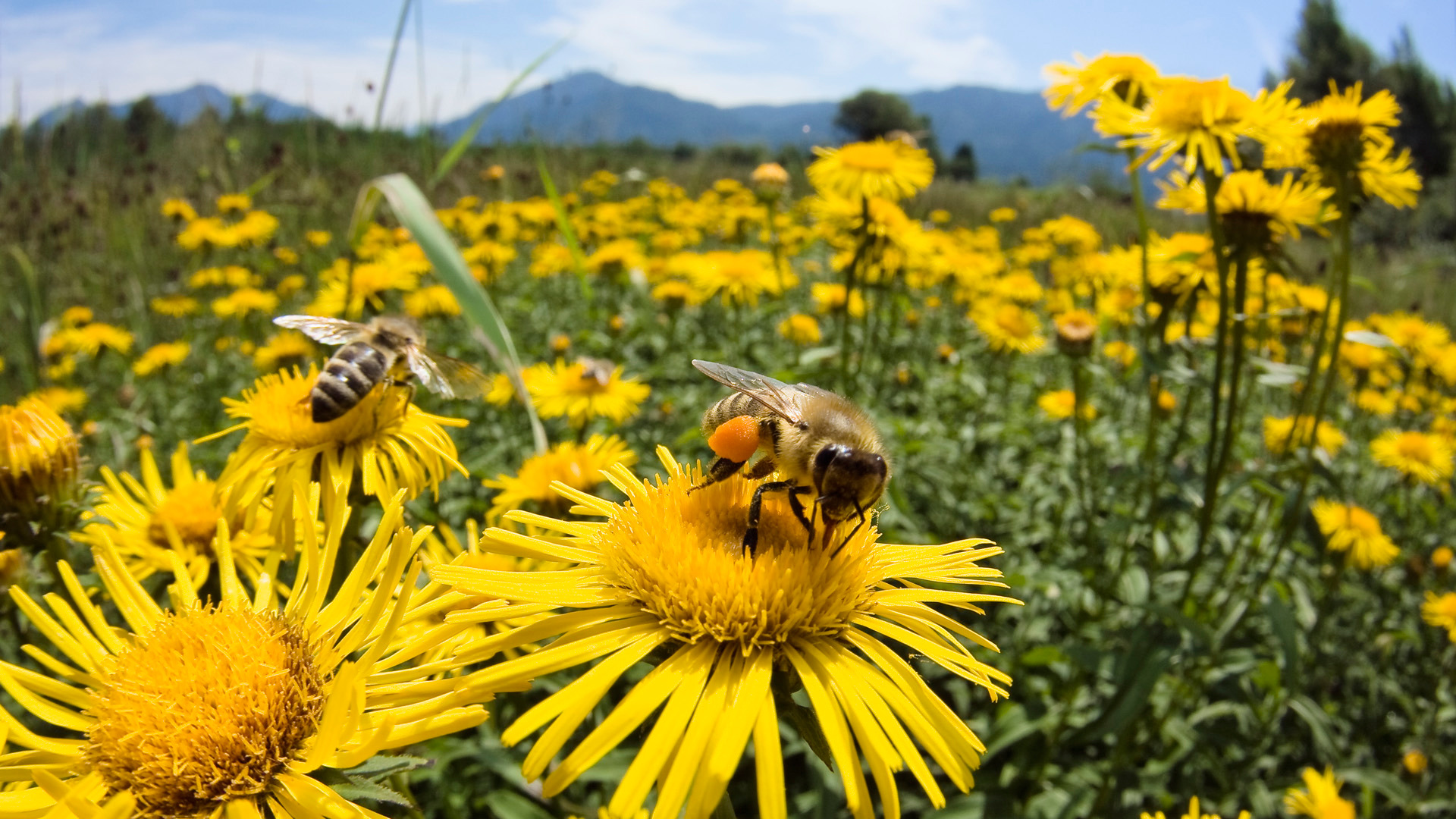 Eight Mind-Blowing Facts About Bees You've Probably Never Heard Before ...