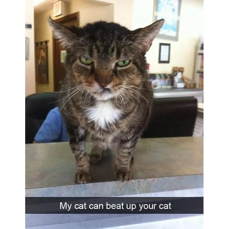 They’re Cat It Again! S-purr-tacular Photos Of Cats Being Their ...