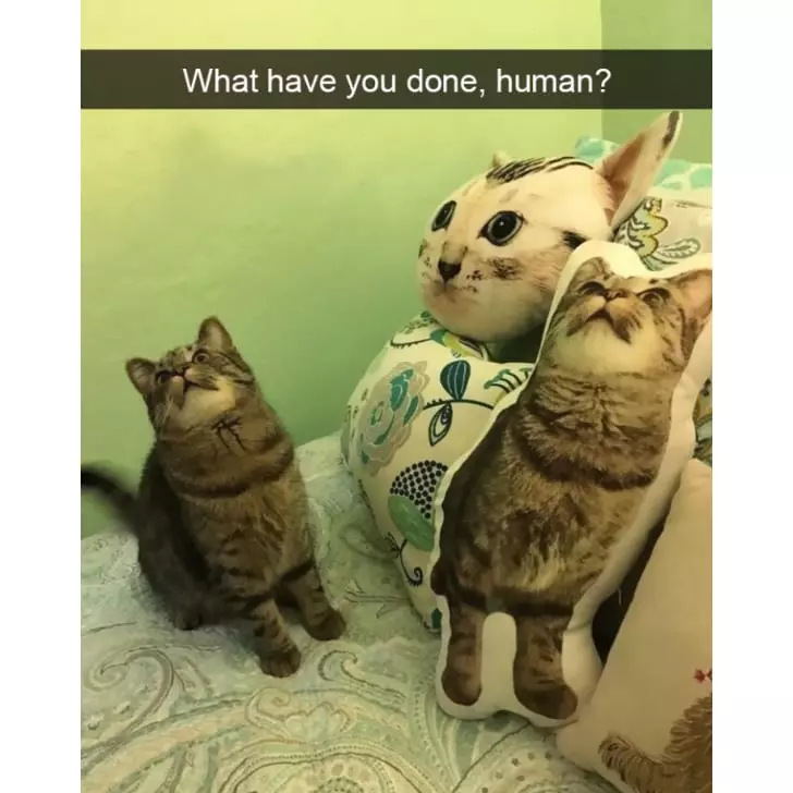 They’re Cat It Again! S-purr-tacular Photos Of Cats Being Their ...