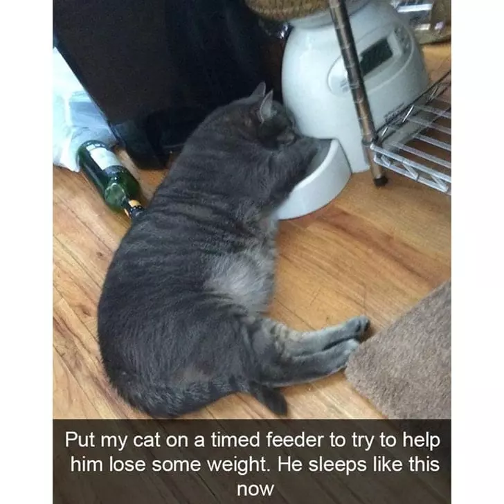 They’re Cat It Again! S-purr-tacular Photos Of Cats Being Their ...